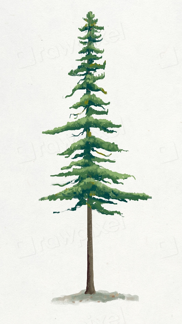 Pine tree element graphic plain | Free Photo Illustration - rawpixel
