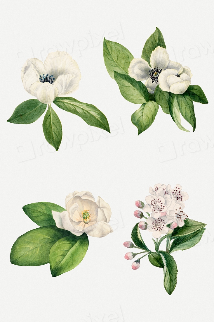 White flower set botanical illustration, | Premium Photo - rawpixel