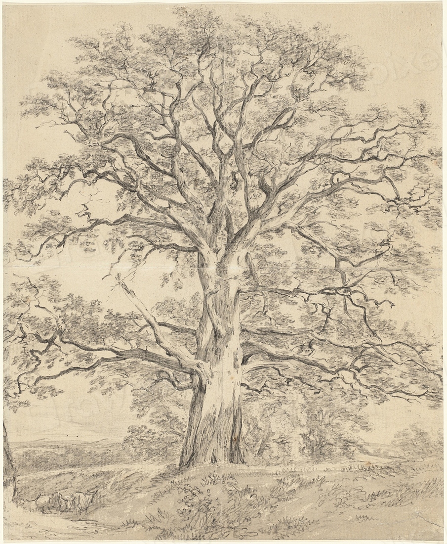 Great Oak Tree (c. 1801) | Free Photo - rawpixel