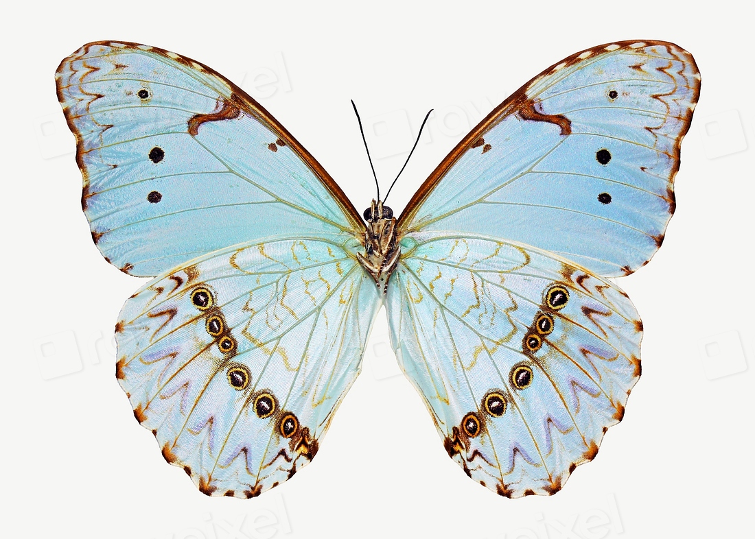 Blue butterfly collage element psd | Premium PSD - rawpixel