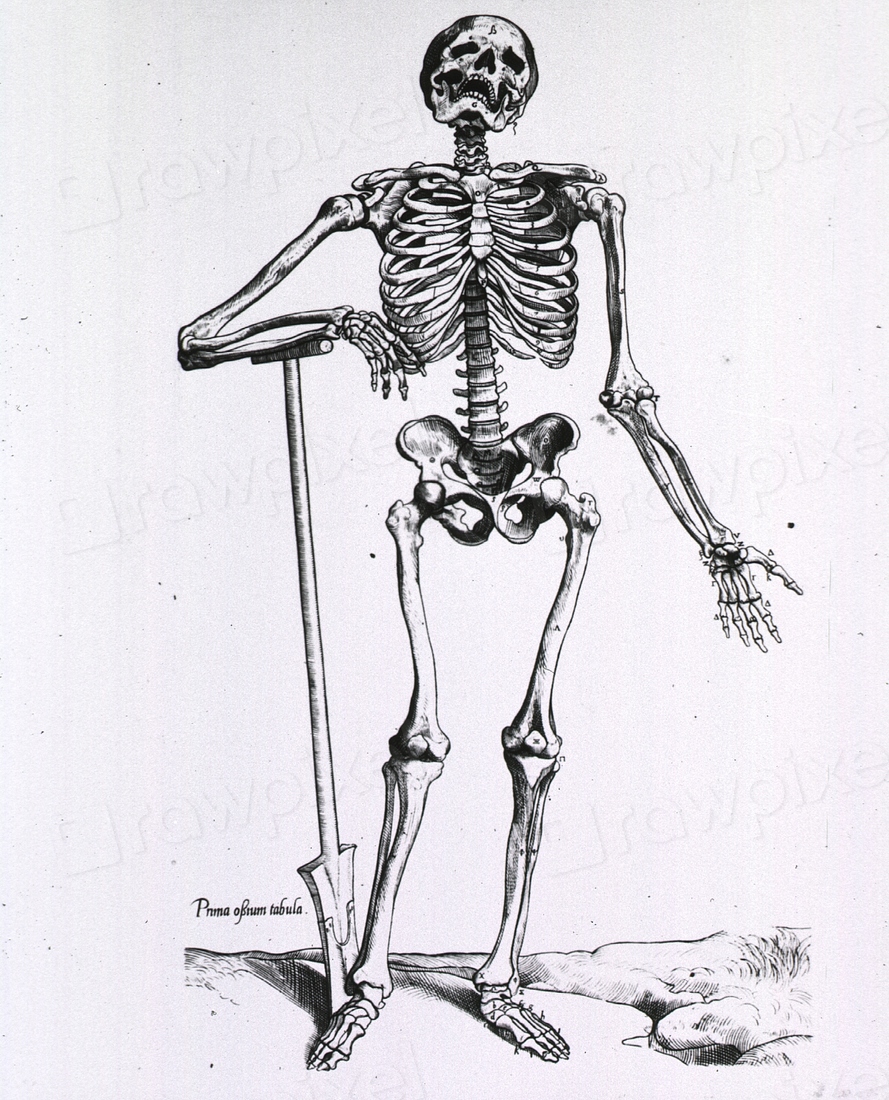 Human skeleton vintage drawing. | Free Photo Illustration - rawpixel