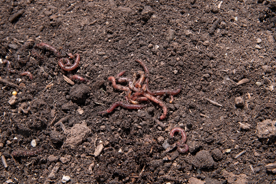 Earthworms, healthy soil. | Free Photo - rawpixel