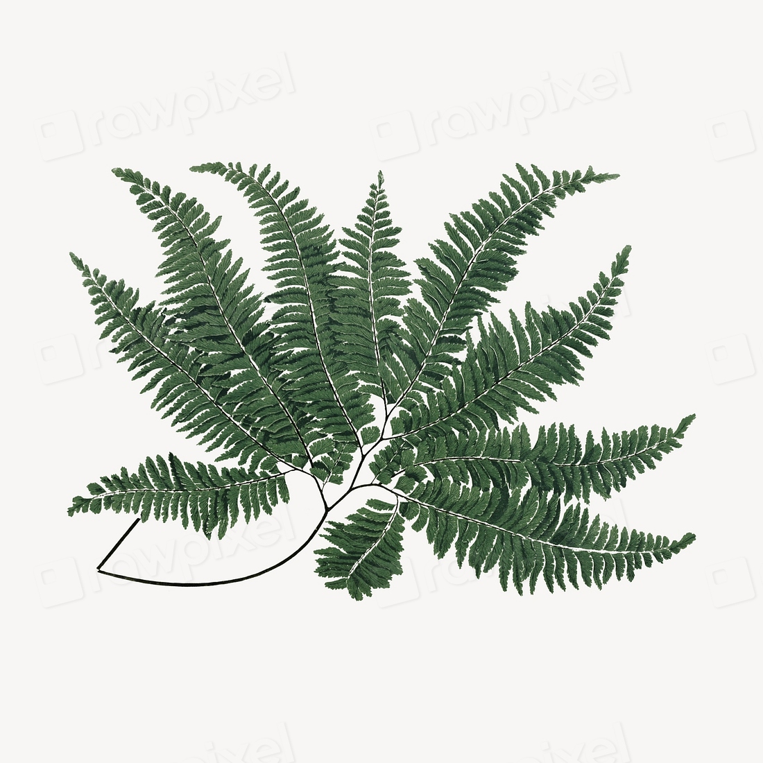 Fern leaf drawing, vintage botanical | Premium Photo - rawpixel