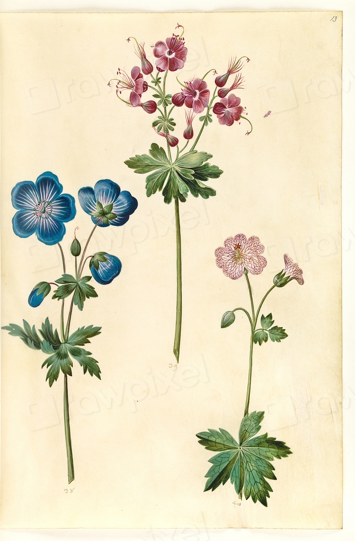 Geranium pratense (meadow stork's bill);Geranium | Free Photo ...