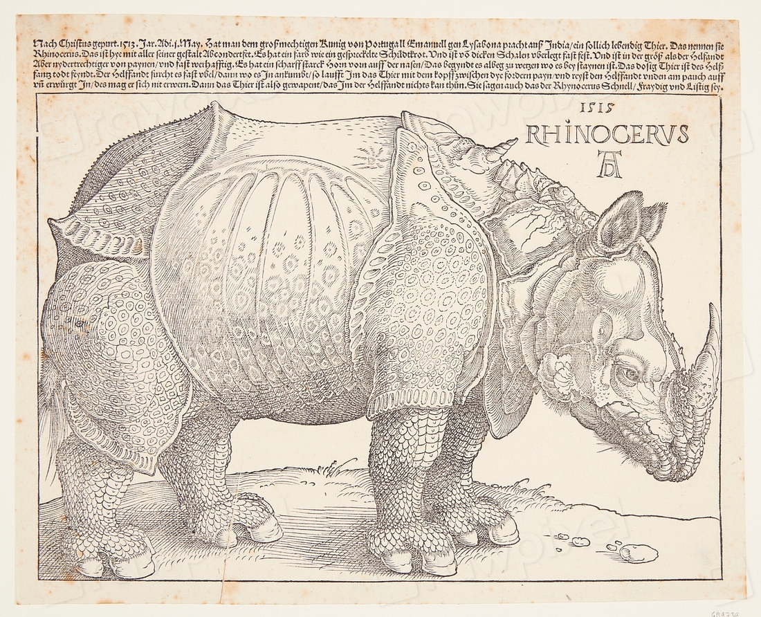 The rhinoceros by Albrecht Dürer | Free Photo Illustration - rawpixel