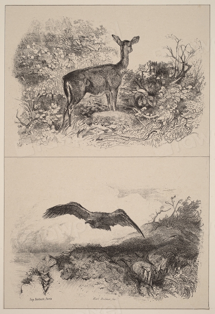 Biche, Aigle by Karl Bodmer | Free Photo Illustration - rawpixel