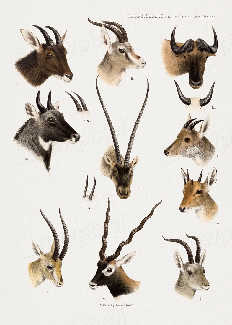 Wild animal lithograph. Digitally enhanced | Free Photo Illustration ...