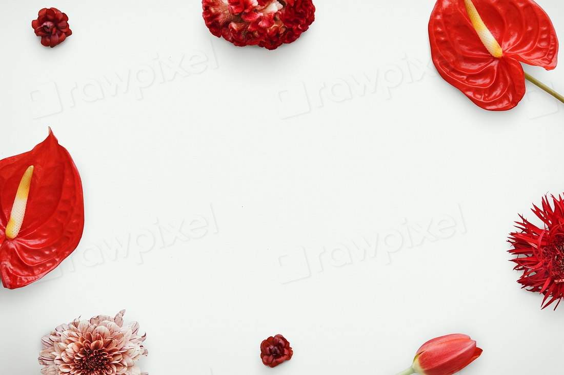 Anthurium flower border background | Premium Photo - rawpixel