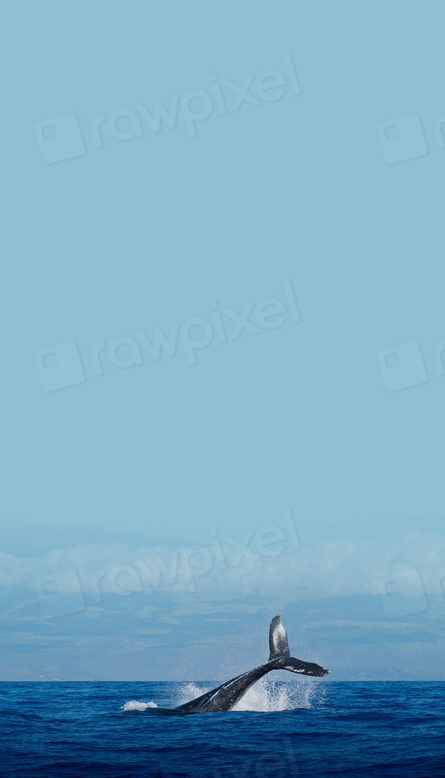 Whale in ocean iPhone wallpaper | Free Photo - rawpixel