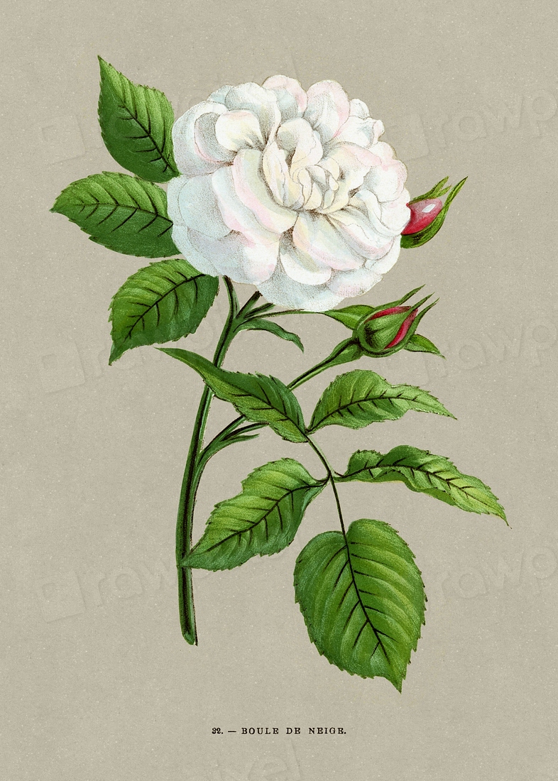Snowball rose, vintage flower illustration | Free Photo Illustration ...