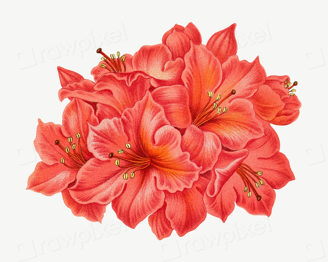 Vintage azalea illustration, collage element | Premium PSD - rawpixel