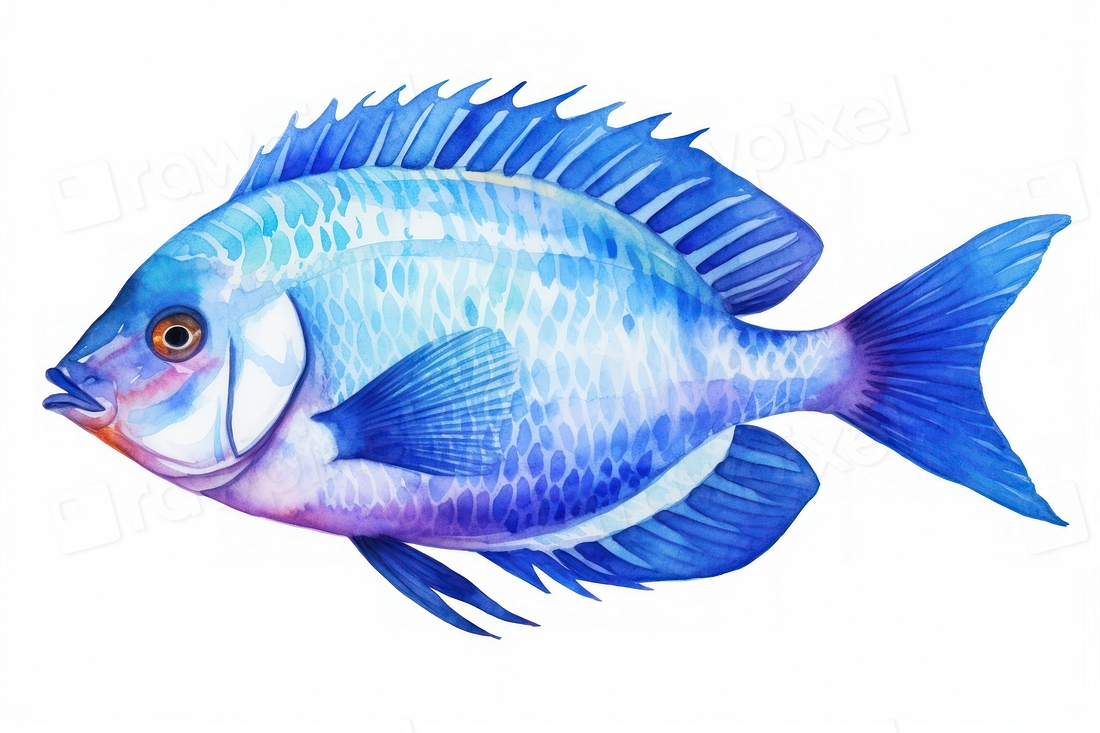 Fish animal pomacanthidae freshness. | Free Photo - rawpixel