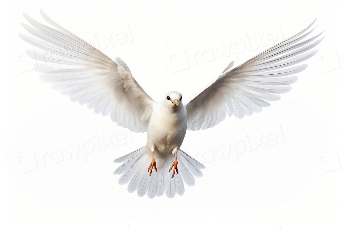 Bird animal flying white. AI | Free Photo - rawpixel