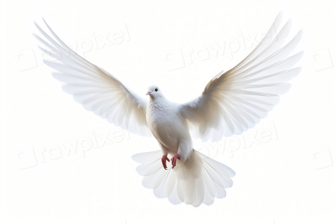 Animal flying white bird. AI | Premium Photo - rawpixel