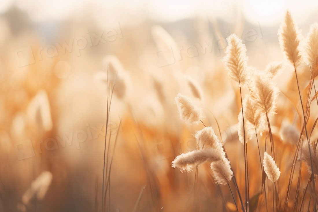 Nature grass backgrounds outdoors | Premium Photo - rawpixel
