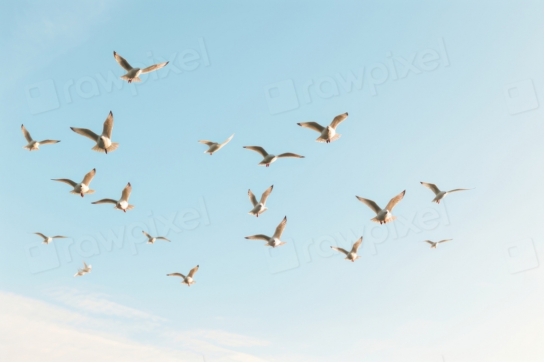 Flock bird outdoors animal | Premium Photo - rawpixel