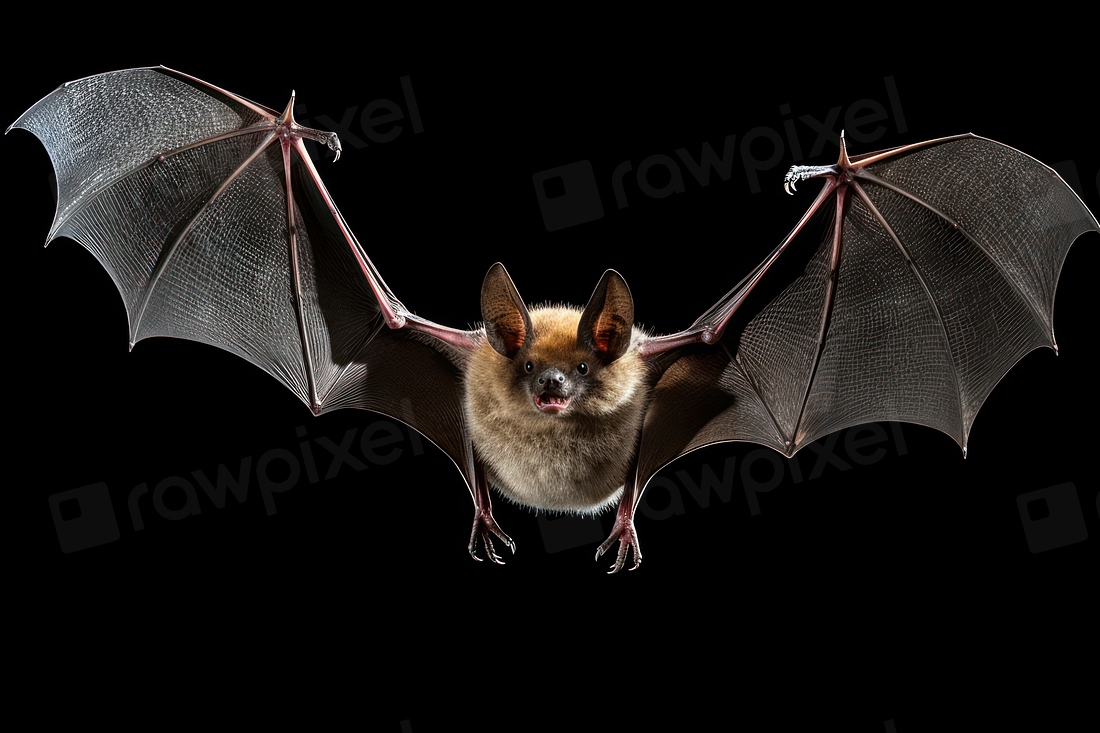 Bat wildlife animal mammal. AI | Free Photo - rawpixel