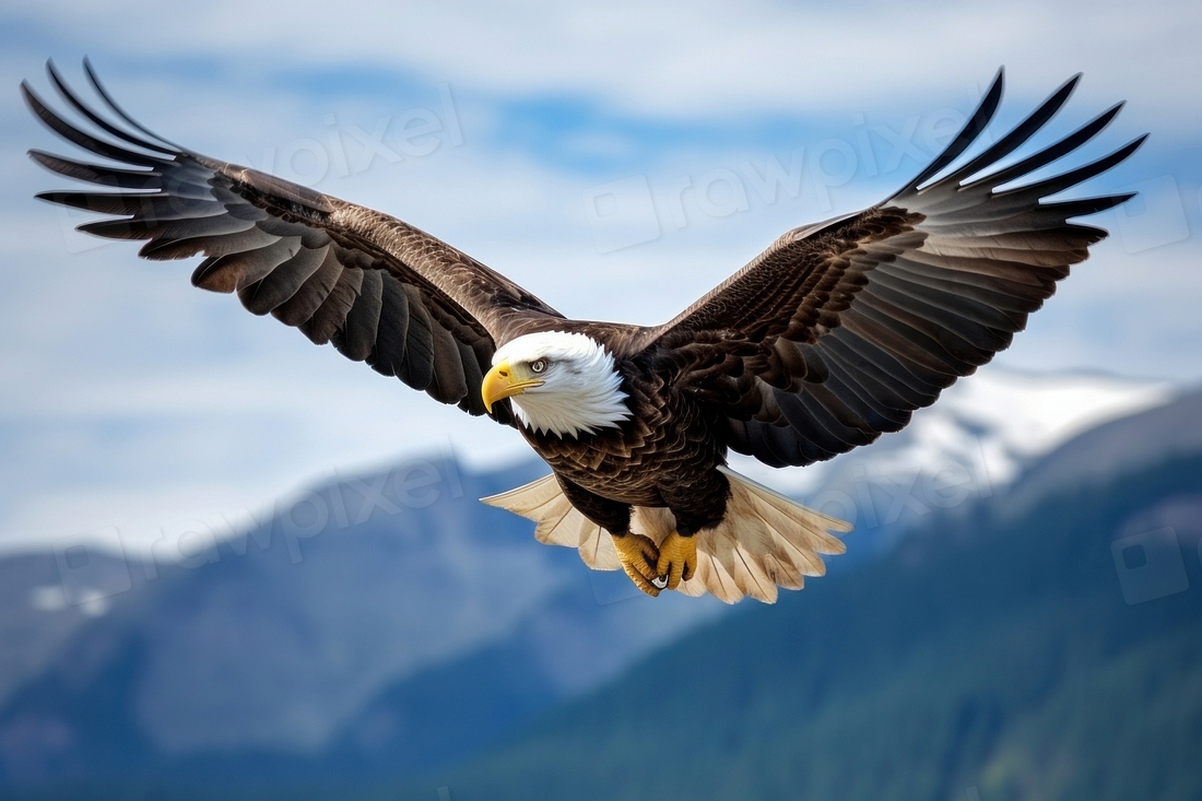 Bald eagle animal flying bird | Premium Photo - rawpixel