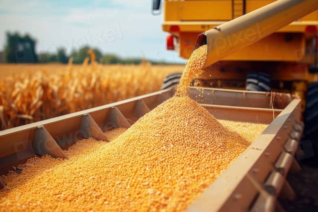 Separating corn grains outdoors harvest | Free Photo - rawpixel