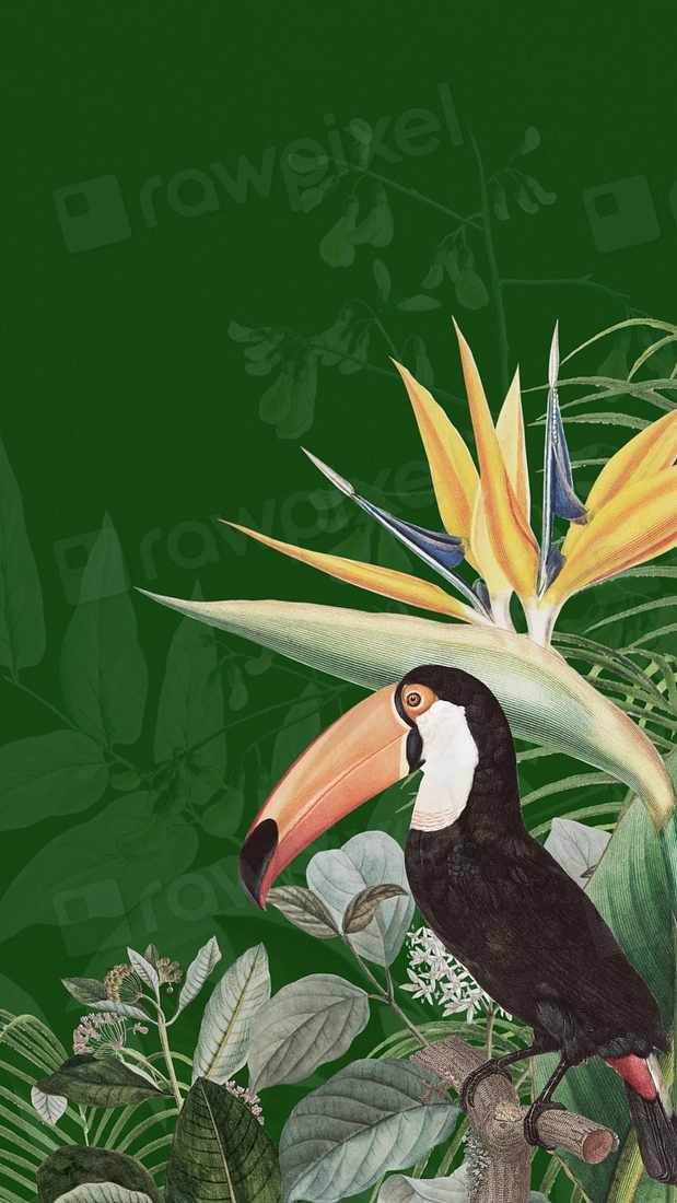 Toco toucan bird phone wallpaper, | Premium Photo - rawpixel
