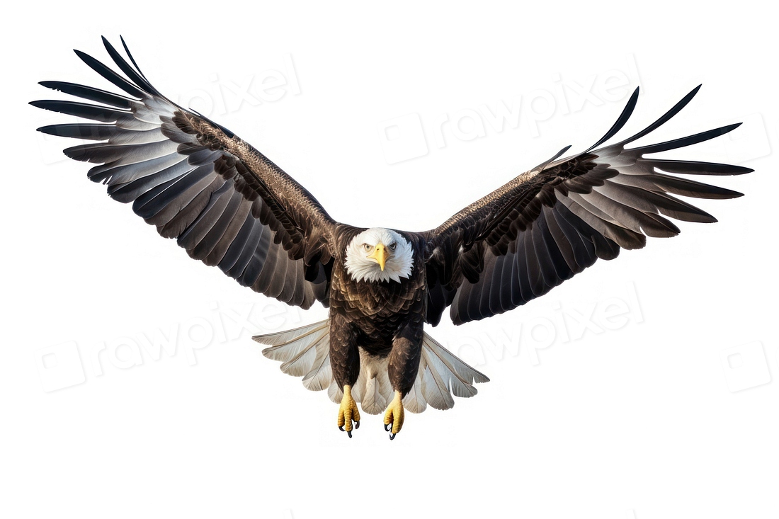 Bald eagle flying animal nature. | Premium Photo - rawpixel
