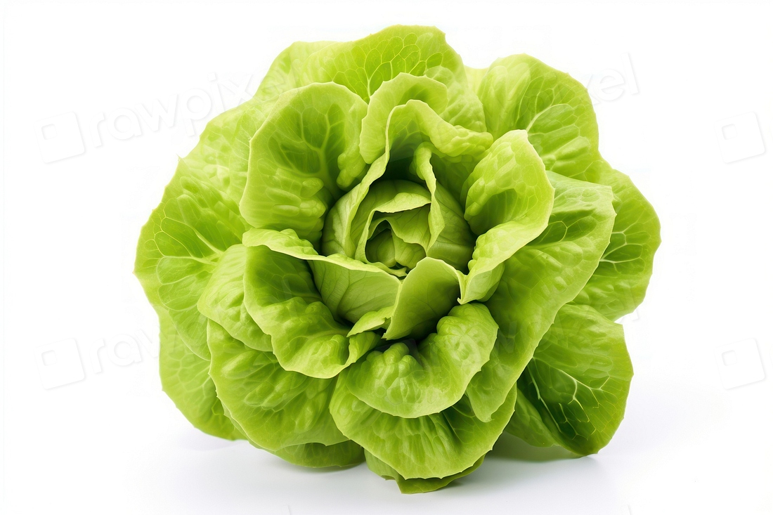 Batavia lettuce salad rosette vegetable | Free Photo - rawpixel