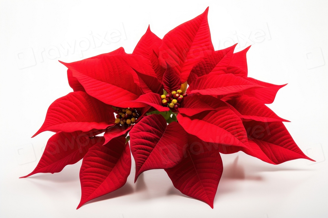 Poinsettia flower plant petal. AI | Premium Photo - rawpixel