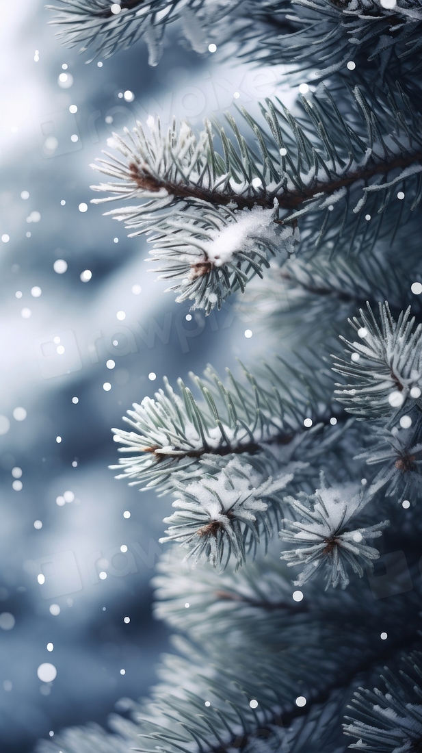Pine tree snow backgrounds snowflake. | Premium Photo - rawpixel