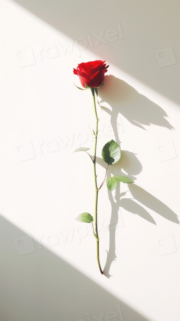 Rose flower shadow petal design | Free Photo - rawpixel