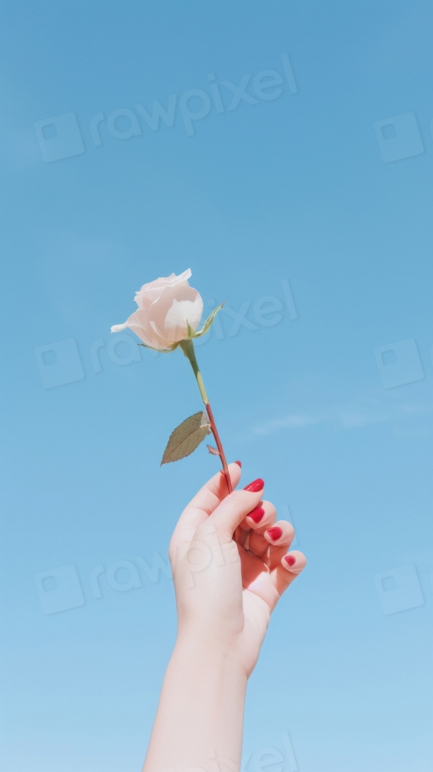 Hand holding rose photography outdoors | Free Photo - rawpixel