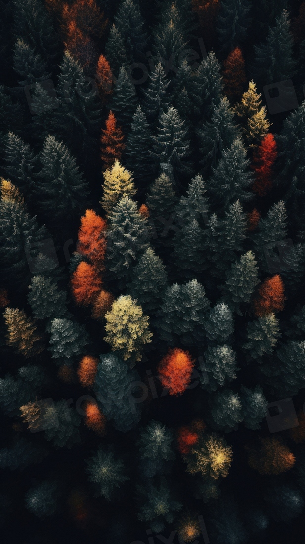 Autumn forest nature outdoors plant | Premium Photo - rawpixel