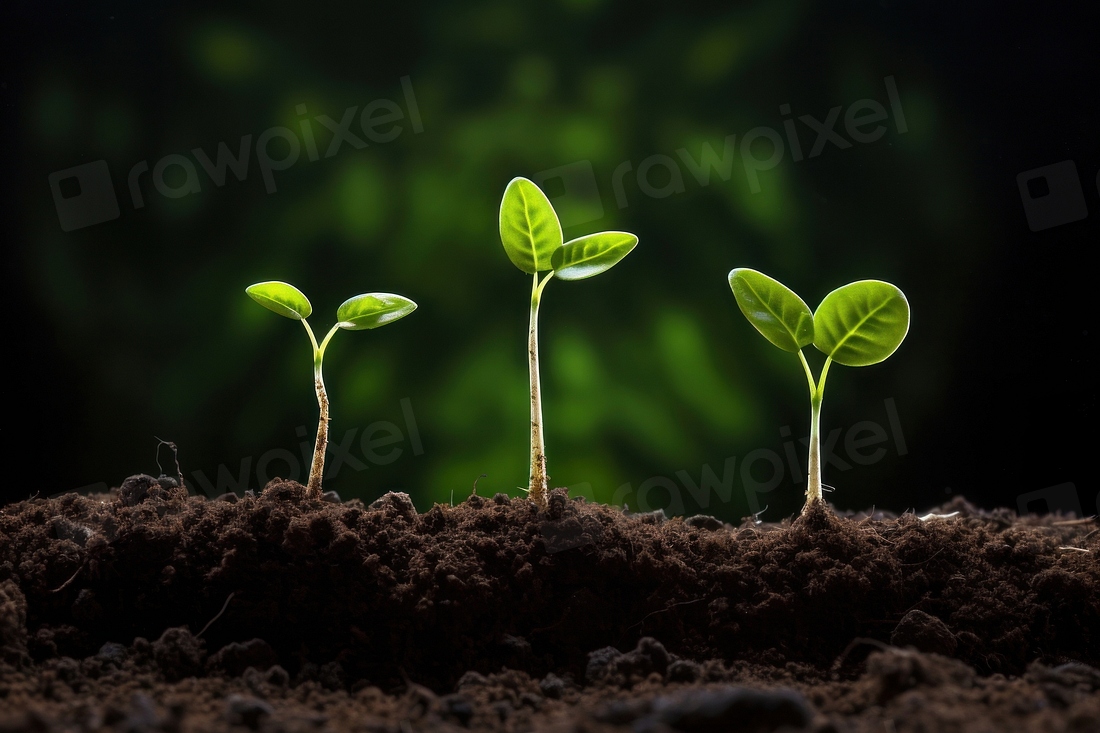 3 growing small plants order | Free Photo - rawpixel