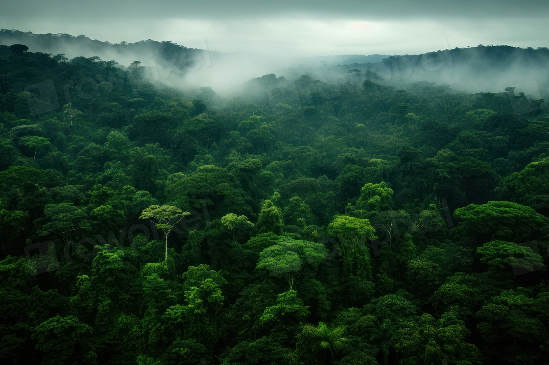 Amazon Rainforest vegetation rainforest outdoors | Free Photo - rawpixel