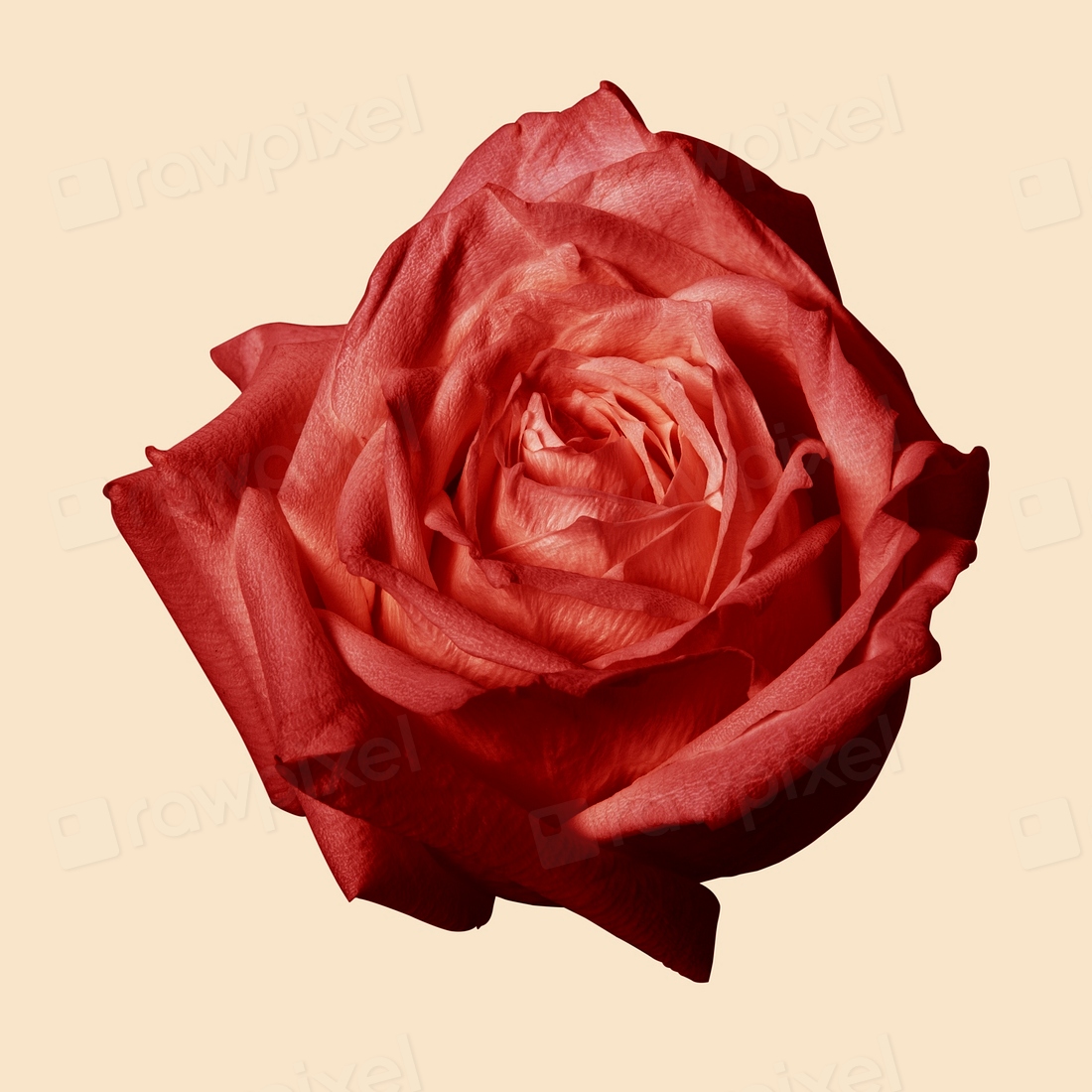 Red rose, collage element psd | Premium PSD - rawpixel