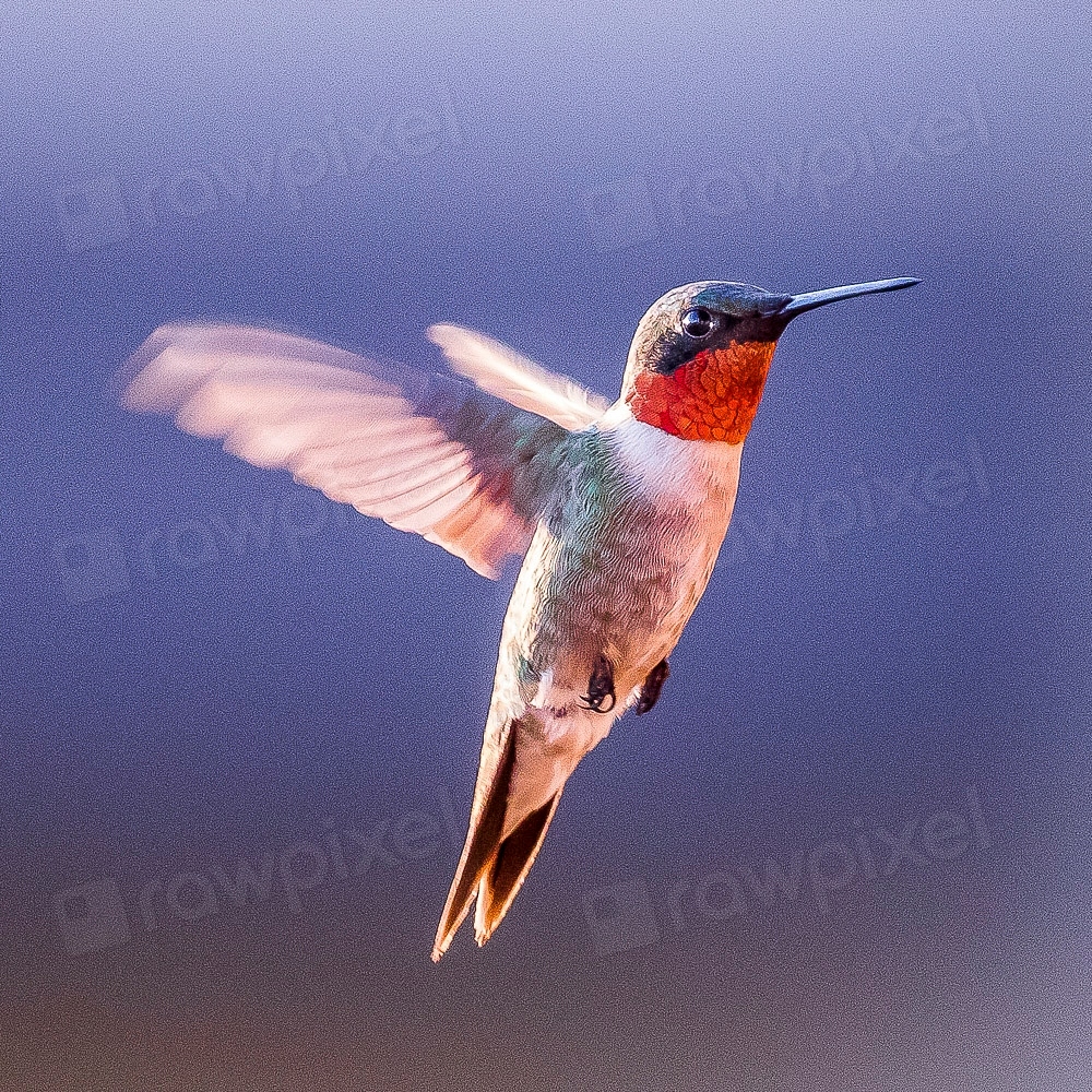 Tiny Hummingbird hovering mid air | Free Photo - rawpixel