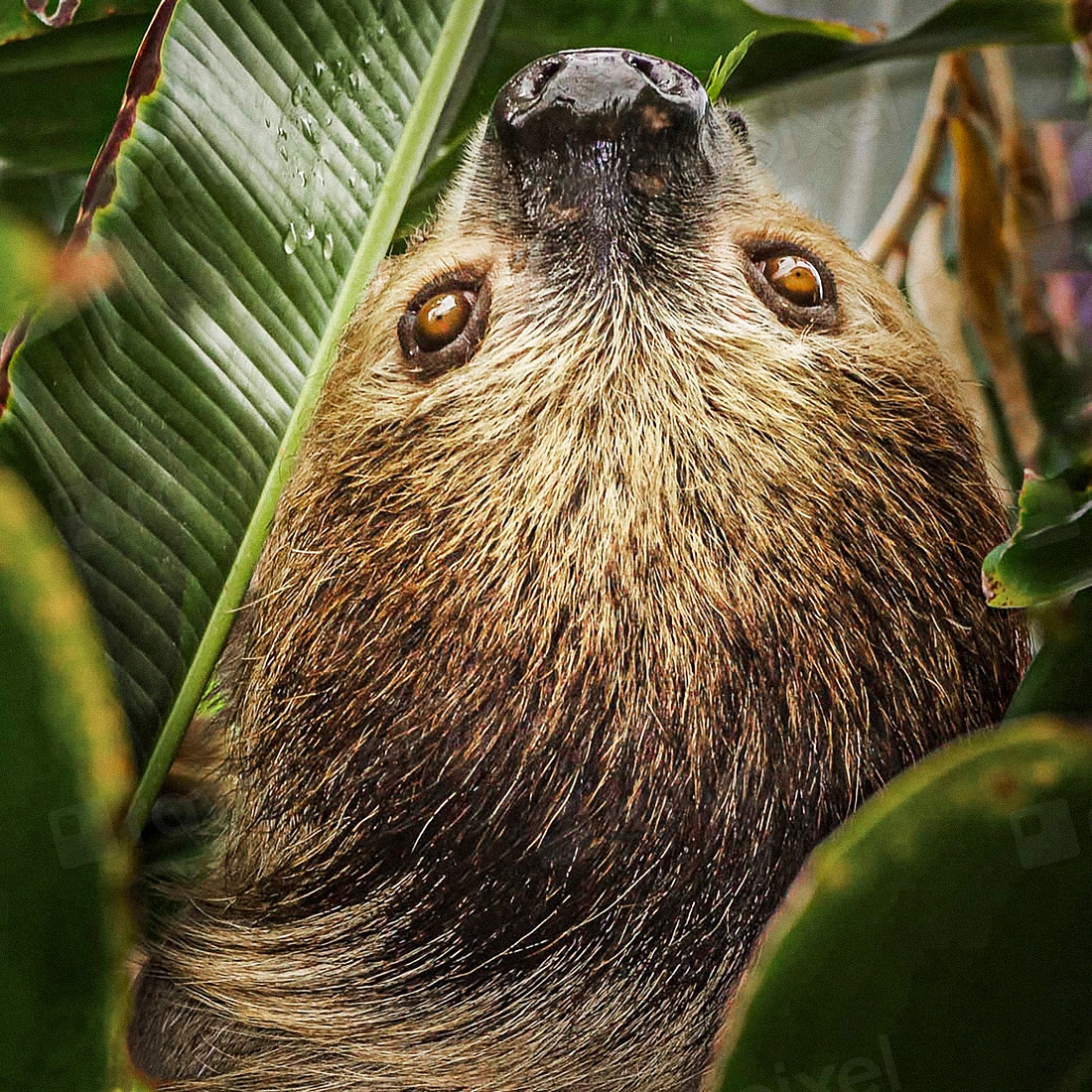 Two-toed Sloth (2018) Stan Bysshe. | Free Photo - rawpixel