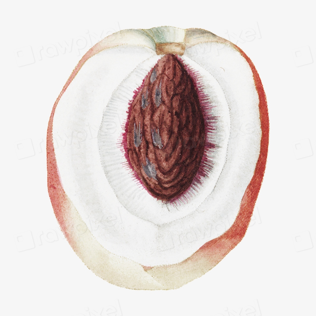 Peach vintage illustration | Premium Photo Illustration - rawpixel