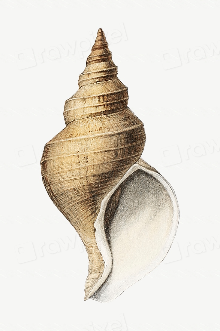 Conch shell varieties set illustration | Premium PSD - rawpixel