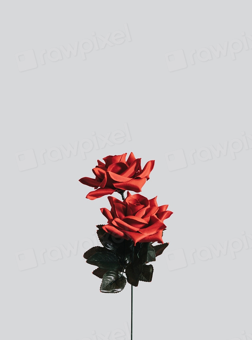 Beautiful red rose valentines day | Premium PSD - rawpixel