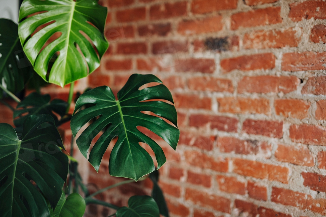 Monstera plant brick wall | Premium Photo - rawpixel