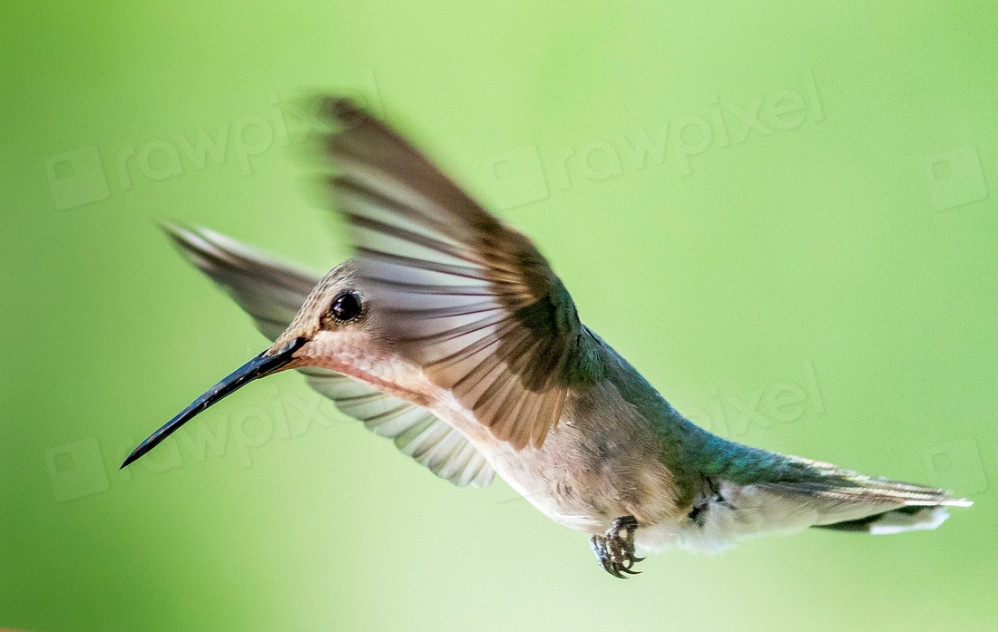 Tiny Hummingbird hovering mid air | Free Photo - rawpixel