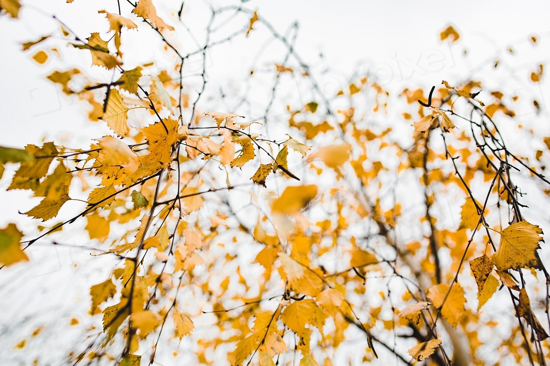 Yellow fall foliage. Visit Kaboompics | Premium Photo - rawpixel