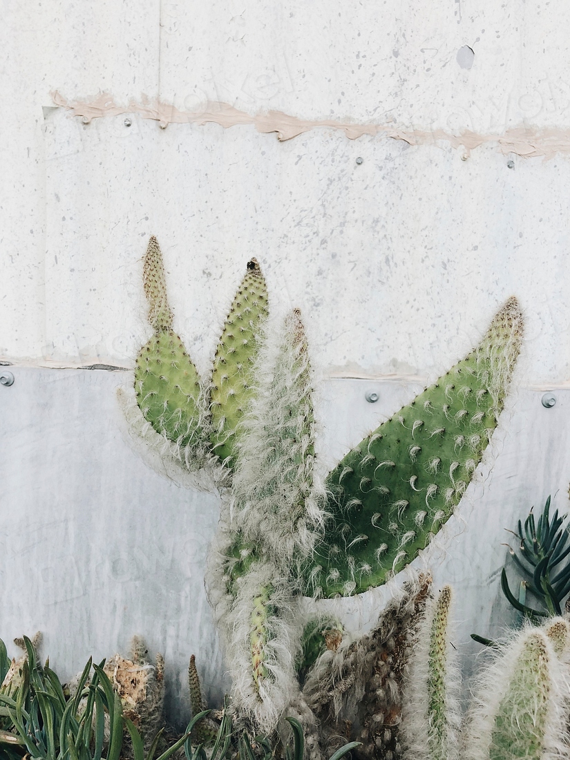 Cacti growing by a wall | Free Photo - rawpixel