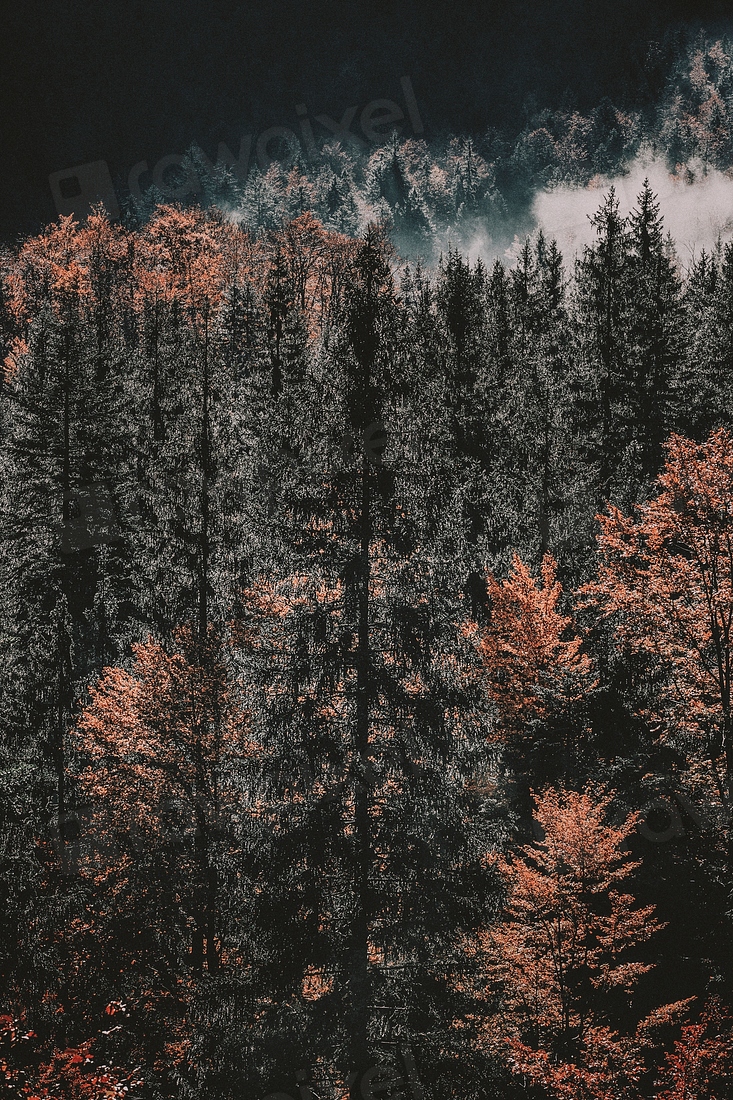 Tall woodland trees in Italy | Free Photo - rawpixel