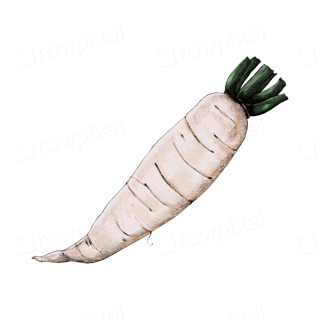 Illustration of Raikon Radish vegetable | Premium Vector Illustration ...