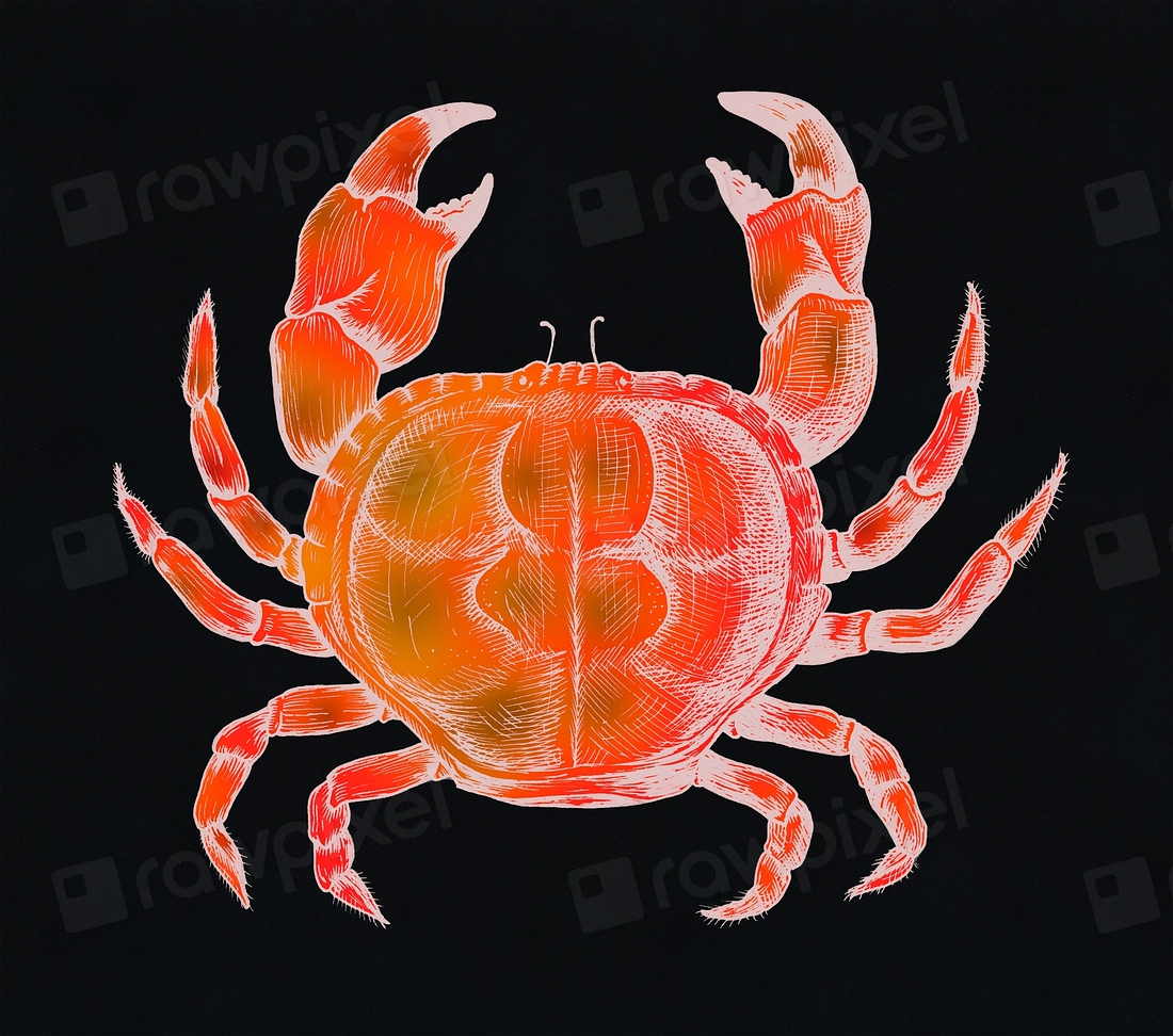 Hand drawn crab isolated | Free Photo Illustration - rawpixel