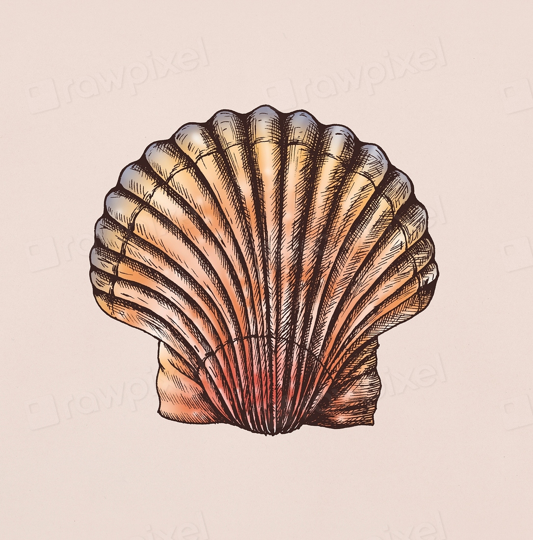 Hand drawn clam sea shell | Premium PSD - rawpixel
