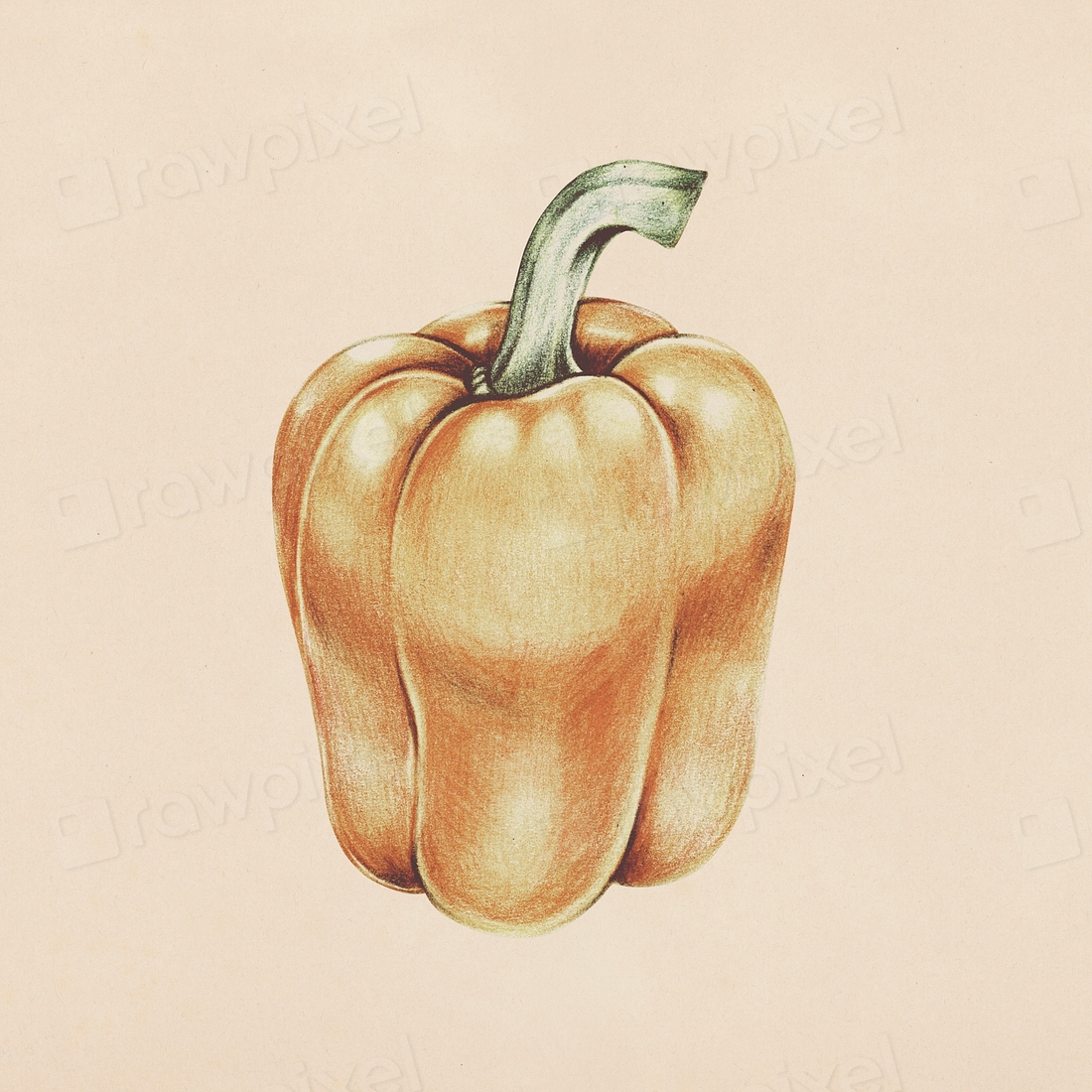 Hand drawn yellow bell pepper | Premium PSD - rawpixel
