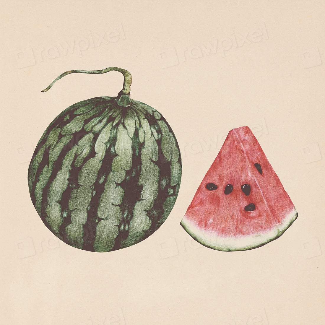 Hand drawn watermelon illustration | Premium PSD - rawpixel