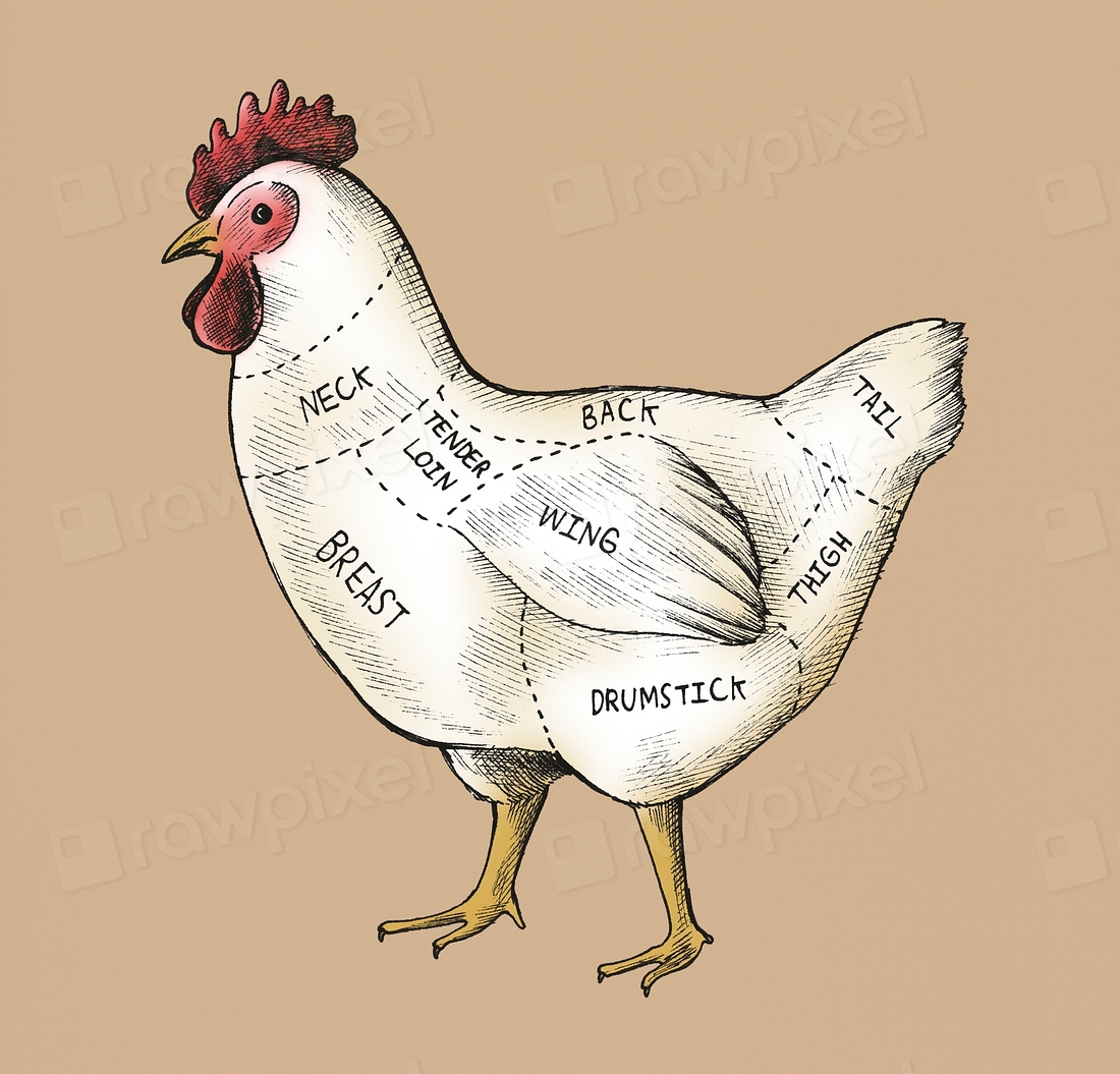 Hand drawn cut of chicken | Free Photo Illustration - rawpixel
